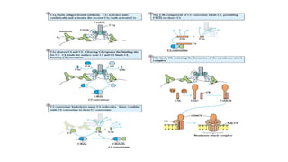 Complement pathway and B CELL FUNCTION - Copy.pptx