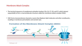 Complement pathway and B CELL FUNCTION - Copy.pptx
