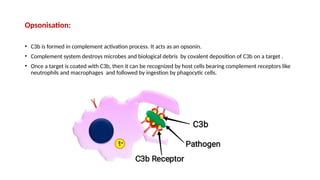 Complement pathway and B CELL FUNCTION - Copy.pptx