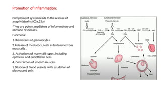 Complement pathway and B CELL FUNCTION - Copy.pptx