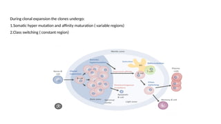 Complement pathway and B CELL FUNCTION - Copy.pptx