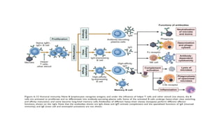 Complement pathway and B CELL FUNCTION - Copy.pptx