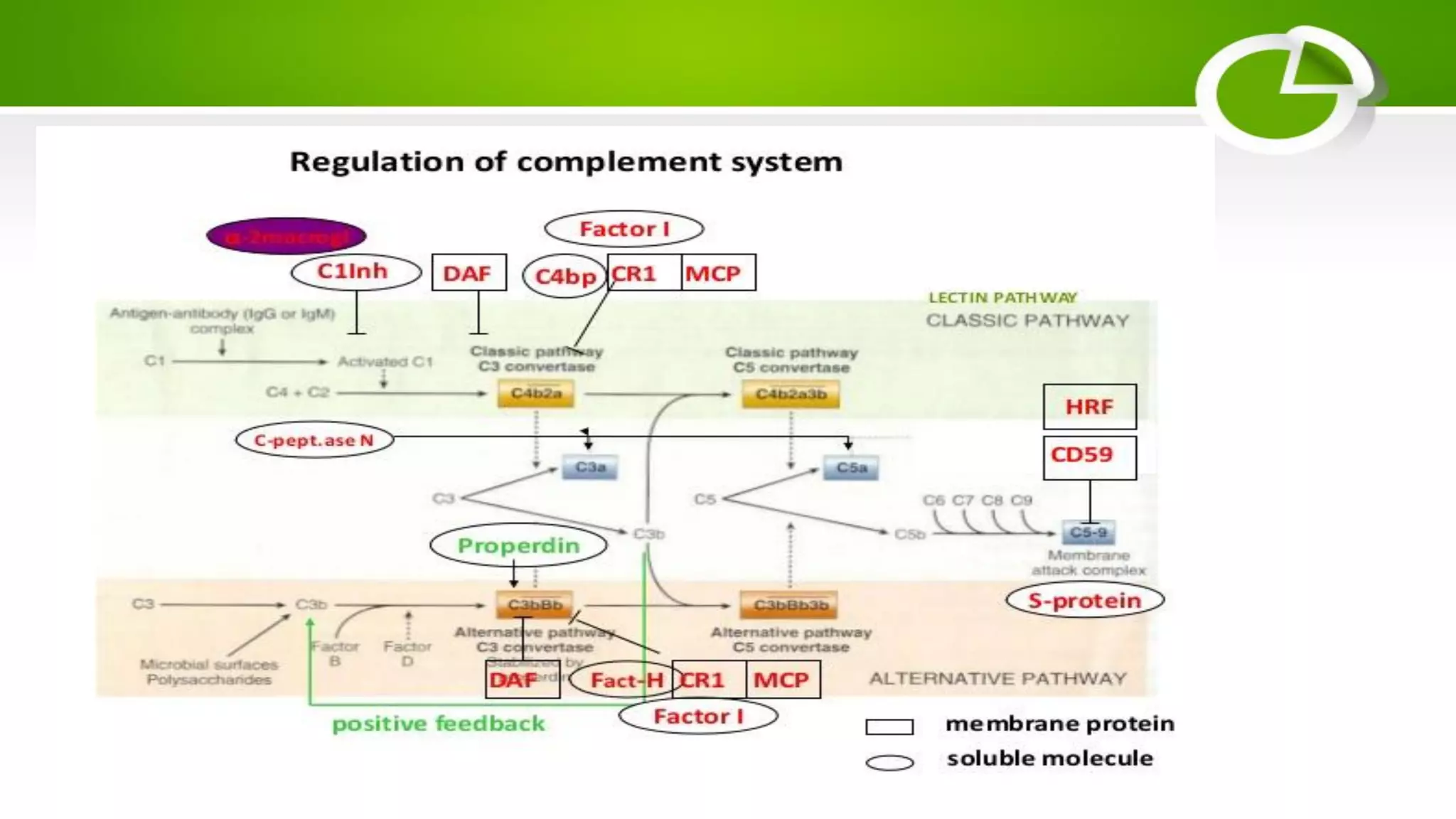Complement pathway (mnemonic) | PDF