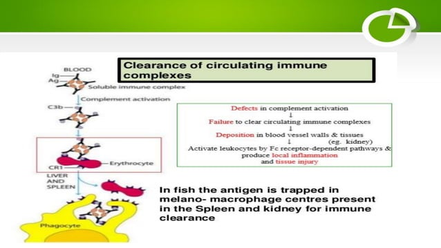 Complement pathway (mnemonic) | PDF