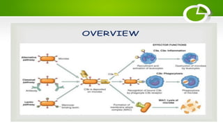 Complement pathway (mnemonic) | PDF