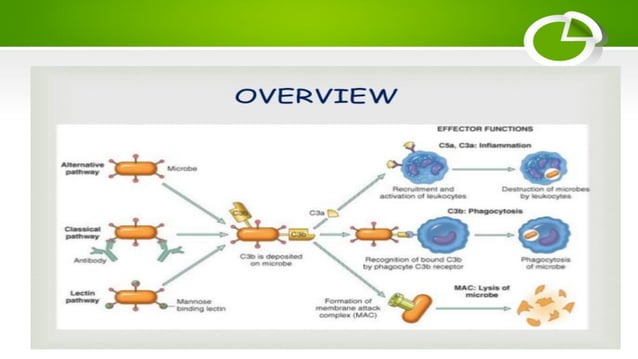 Complement Pathway Mnemonic Pdf