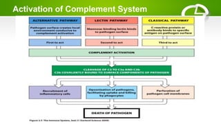Complement pathway (mnemonic) | PDF