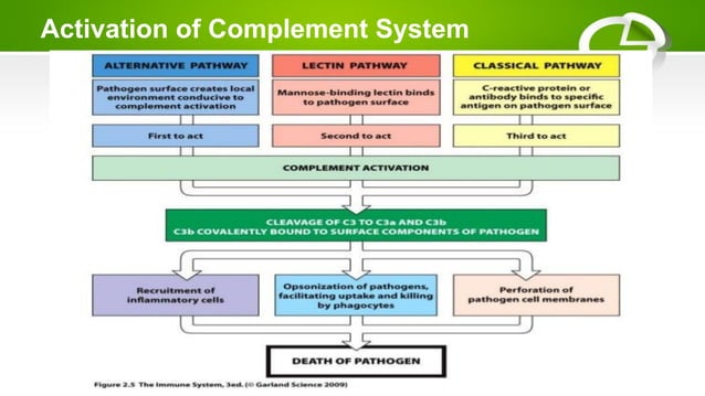 Complement pathway (mnemonic) | PDF