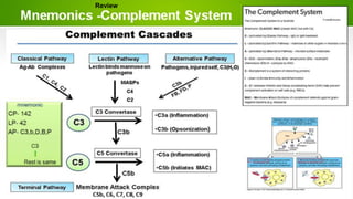 Complement pathway (mnemonic) | PDF