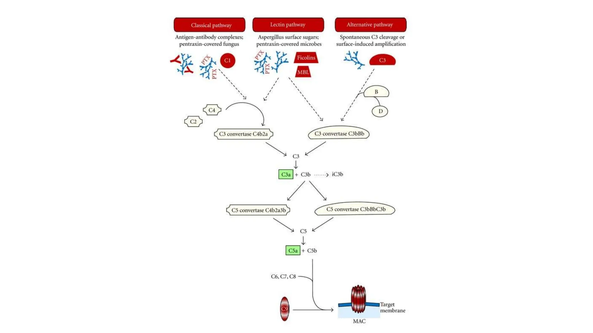 Complement Activation Pathways: Key Mechanisms in Immune Defense | PPTX