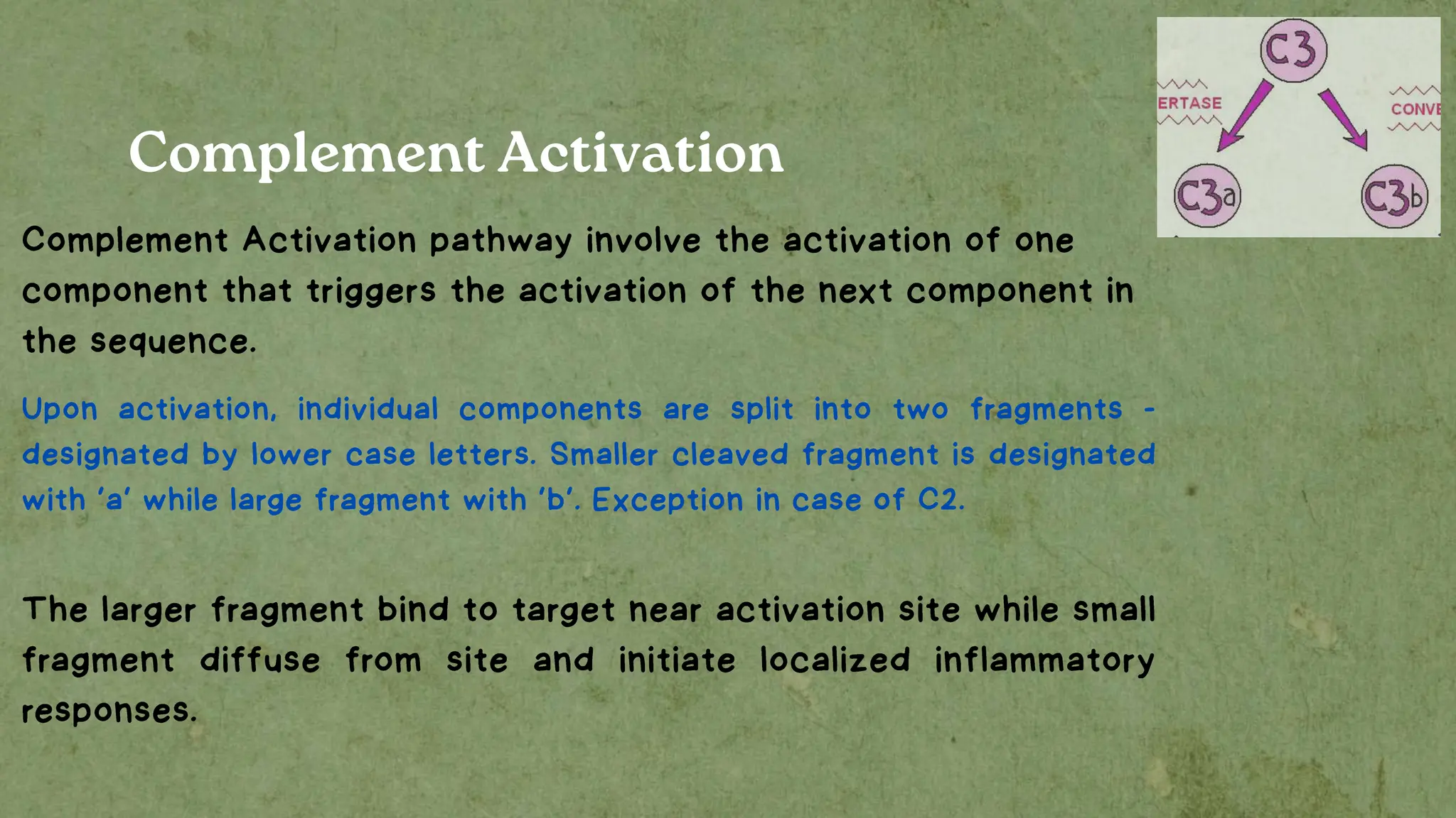 Complement Activation Pathways: Key Mechanisms in Immune Defense | PPTX