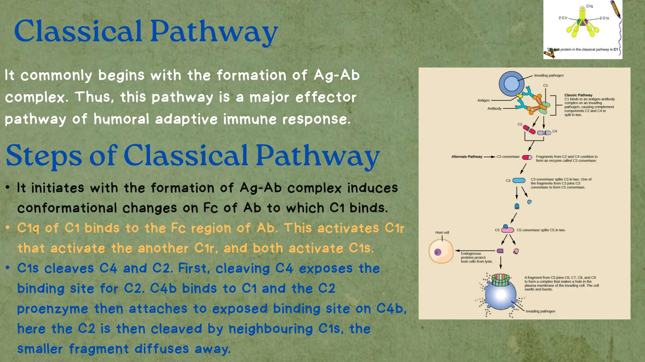 Complement Activation Pathways: Key Mechanisms in Immune Defense | PPTX