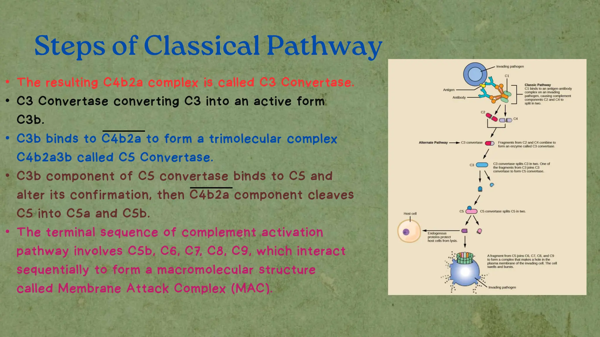 Complement Activation Pathways: Key Mechanisms in Immune Defense | PPTX