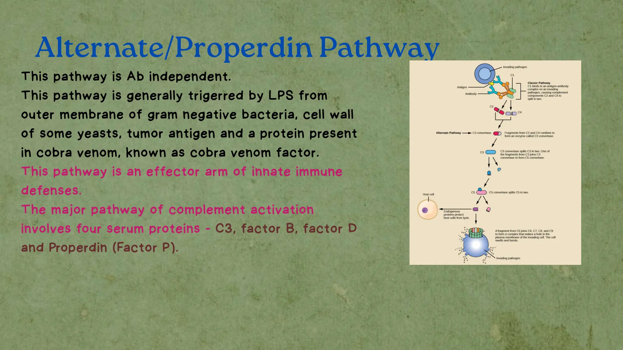 Complement Activation Pathways: Key Mechanisms in Immune Defense | PPTX