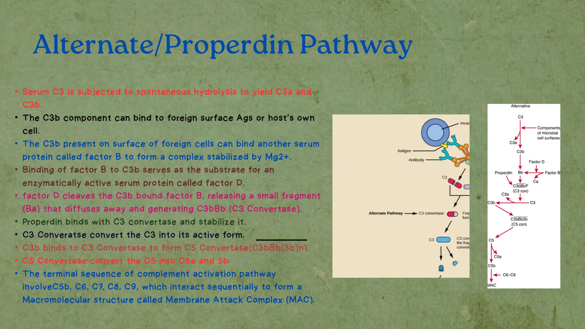 Complement Activation Pathways: Key Mechanisms in Immune Defense | PPTX