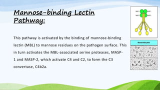 Complement presentation | PPT