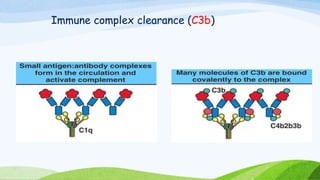 Complement presentation | PPT