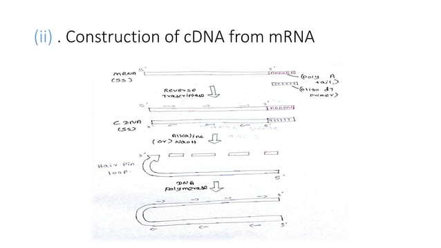 Complementry DNA (cdna) LIBRARY-converted-compressed (1).pdf