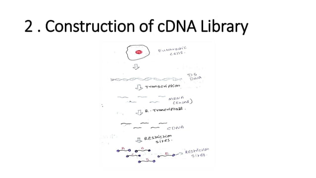 Complementry DNA (cdna) LIBRARY-converted-compressed (1).pdf