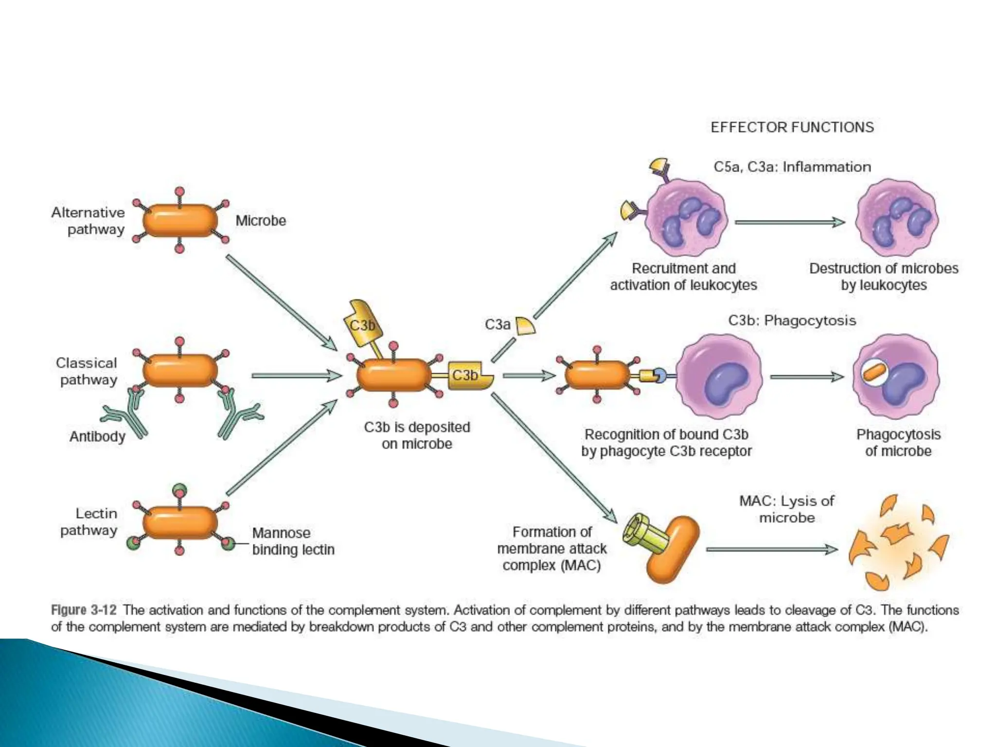 COMPLEMENTS system by dr naseeruddin .pptx