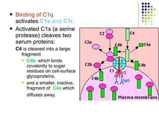 Complement system | PPT
