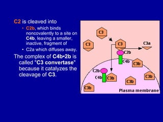 Complement system | PPT