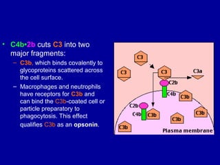 Complement system | PPT