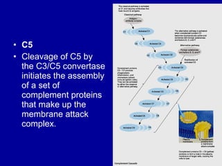 Complement system | PPT