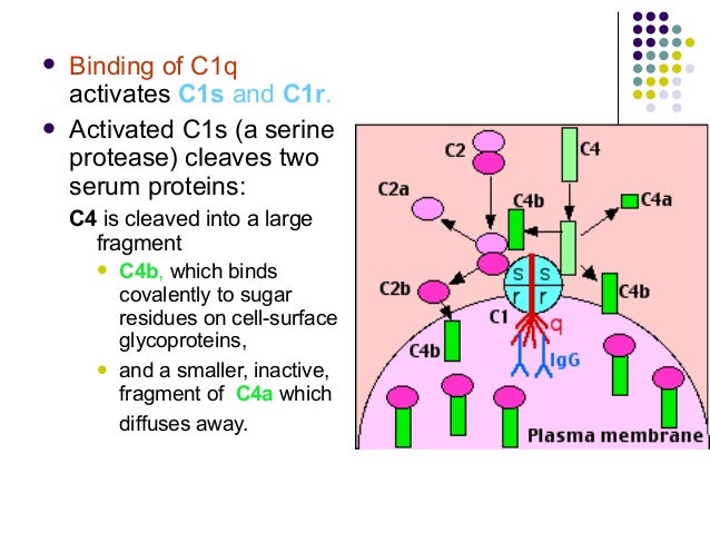 Complement system