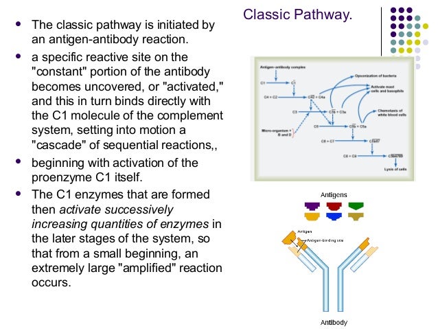Complement system