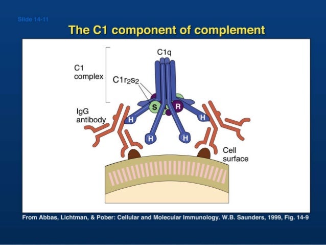 C1q Complement A Potential Biomarker To Determine Plaque
