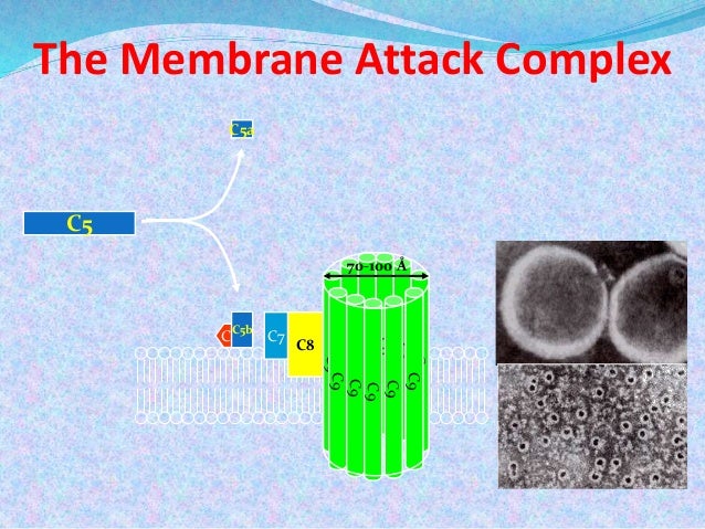 Complement system