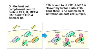 Complement system | PPTX | Blood Disorders | Diseases and Conditions
