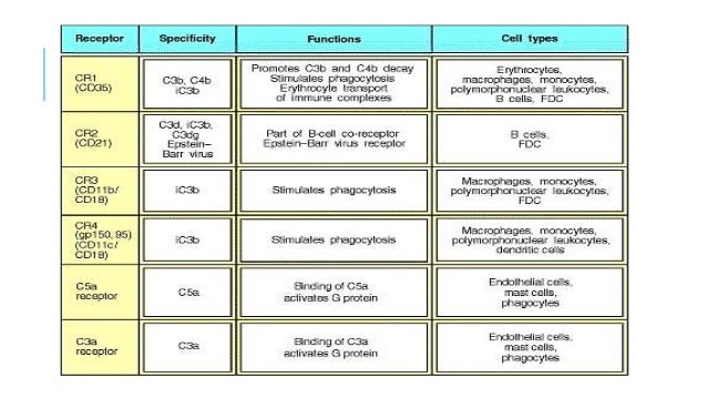 Complement system