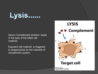 Complement system | PPSX
