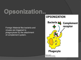 Complement system | PPSX