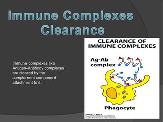 Complement system | PPSX