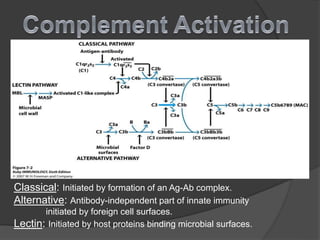 Complement system | PPSX