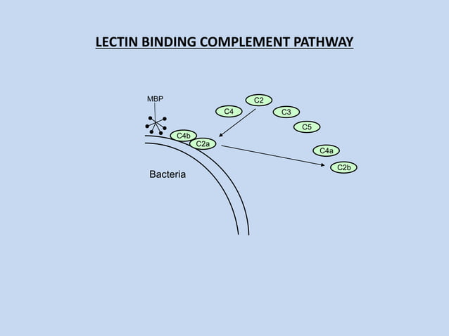 Complement system | PPTX | Chemistry | Science