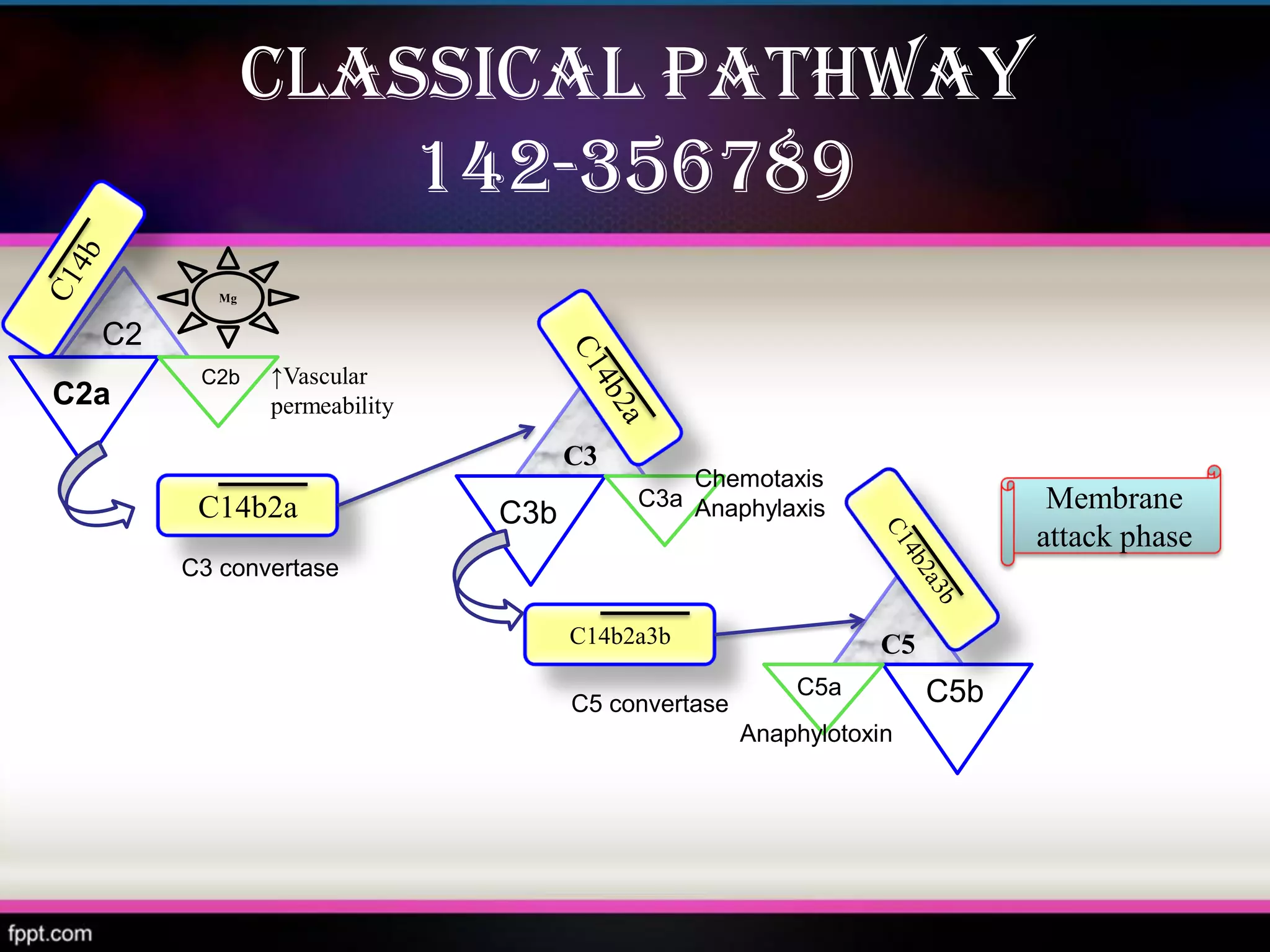 Complement system | PDF