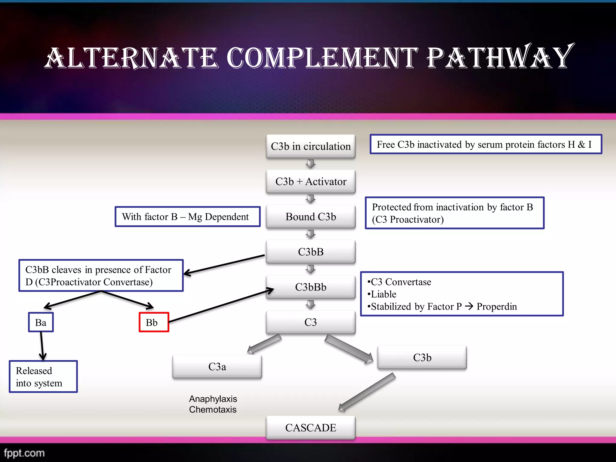 Complement system | PDF