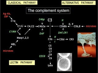 Complement system البروتينات المكملة | PDF | Infectious Diseases ...