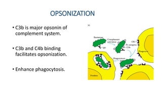 Complement system | PPT
