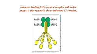 Complement system | PPT