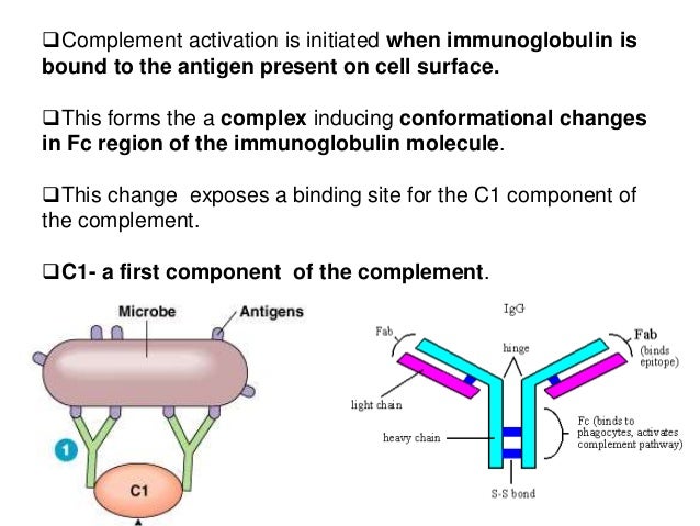 Complement system