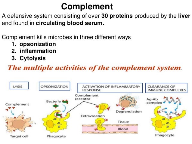 Complement system
