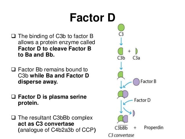 Complement System