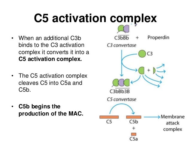 Complement system