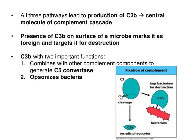 Complement system