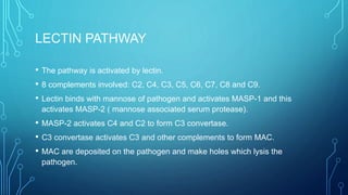 Complement system and innate immunity - classical & alternative ...